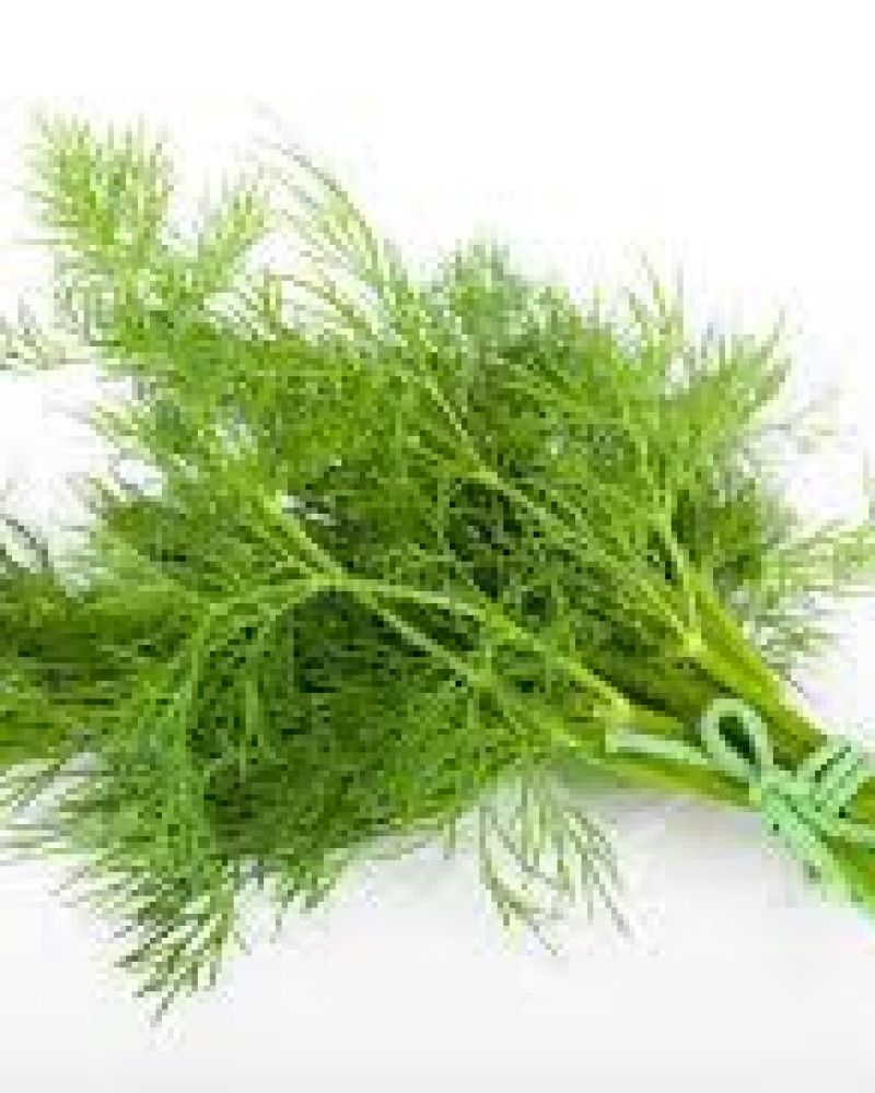 ANETH | MAISON PEINTE